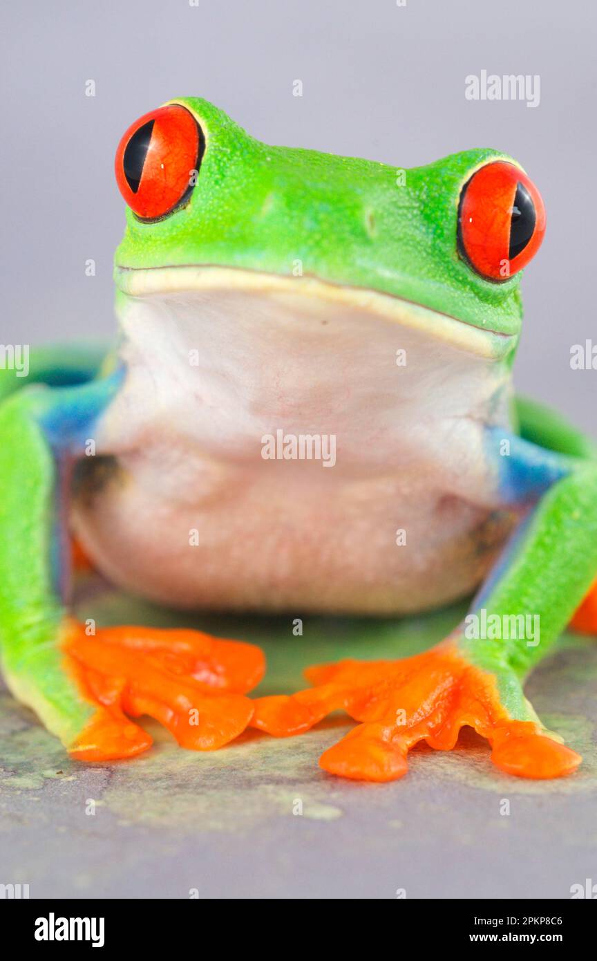 Red-eyed tree frogs (Agalychnis callidryas), Red-eyed Frogs, Amphibians ...