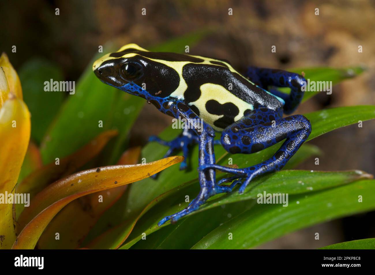 Dyeing frog, Dyeing frogs, Amphibians, Other animals, Frogs, Dart frogs ...