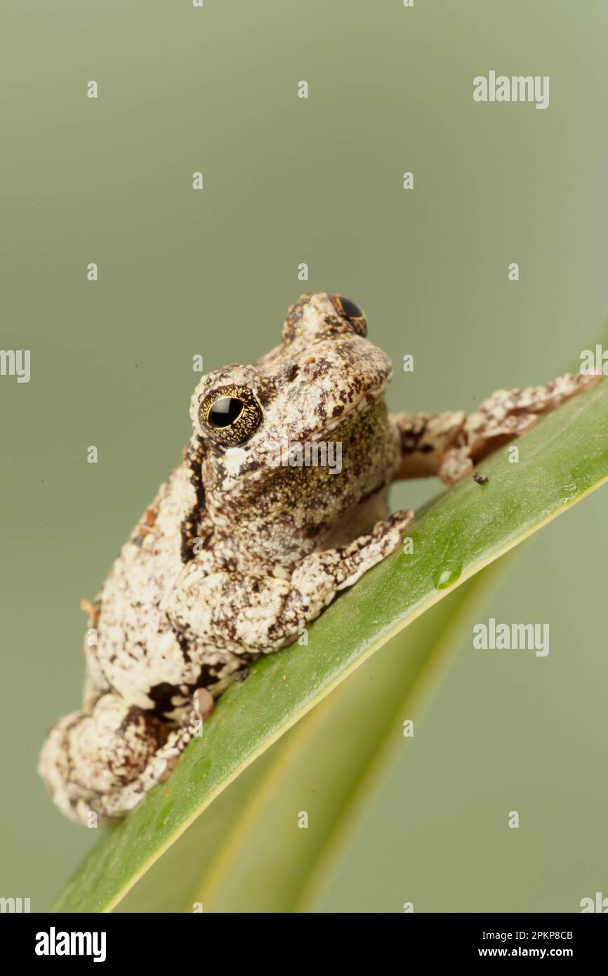 Grey Tree Frog, Variable Tree Frog, Grey Tree Frogs, Variable Tree ...