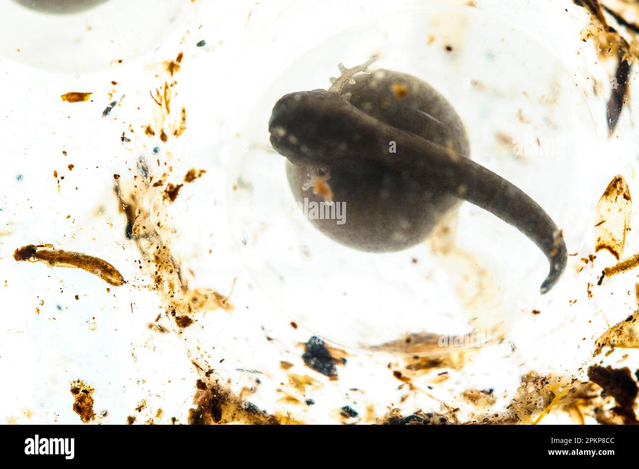 Dyeing frog, Dyeing frogs, Amphibians, Other animals, Frogs, Dart frogs ...