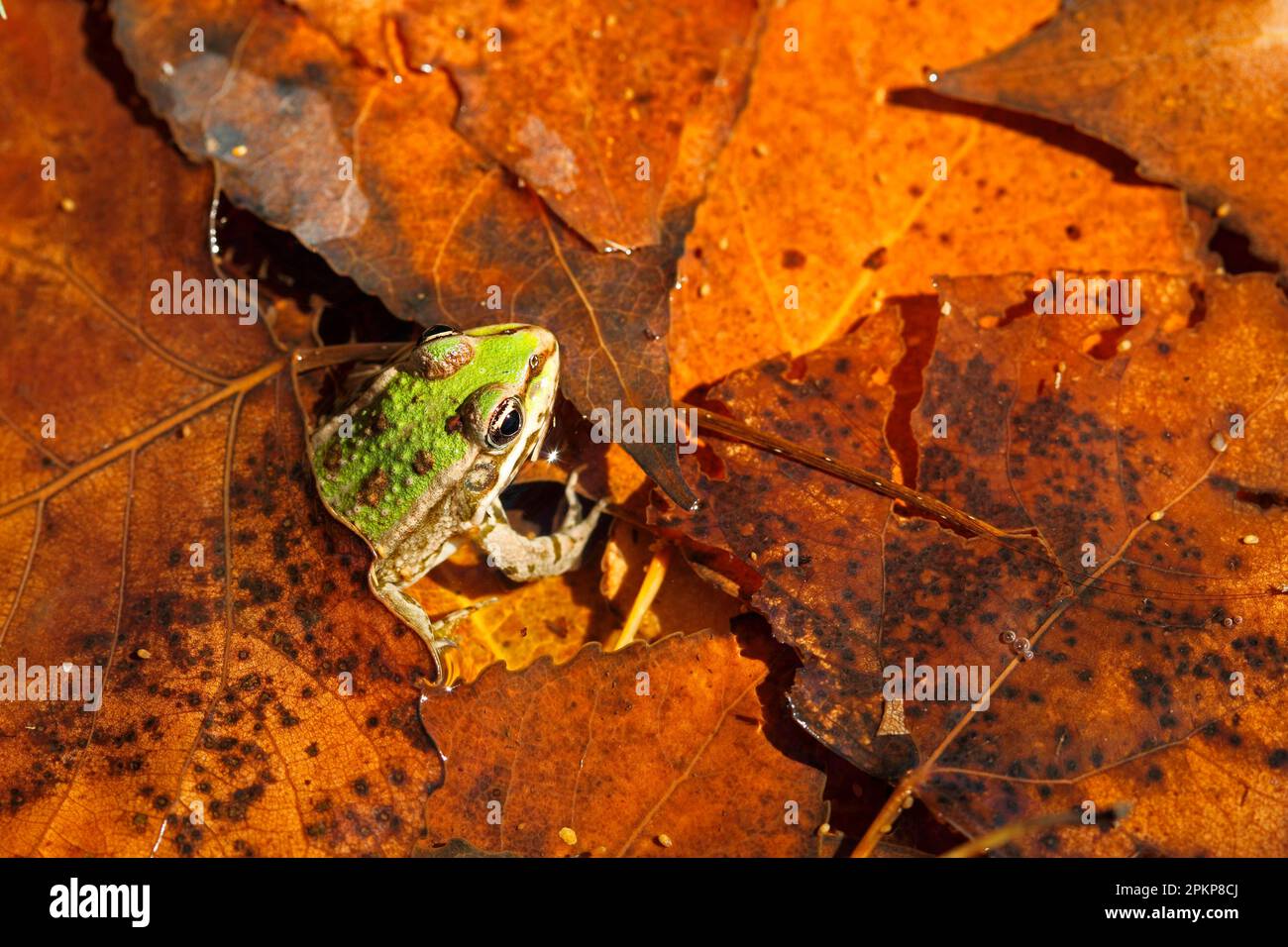 Marsh Frog, Marsh Frogs (Rana ridibunda) Amphibians, Other animals ...