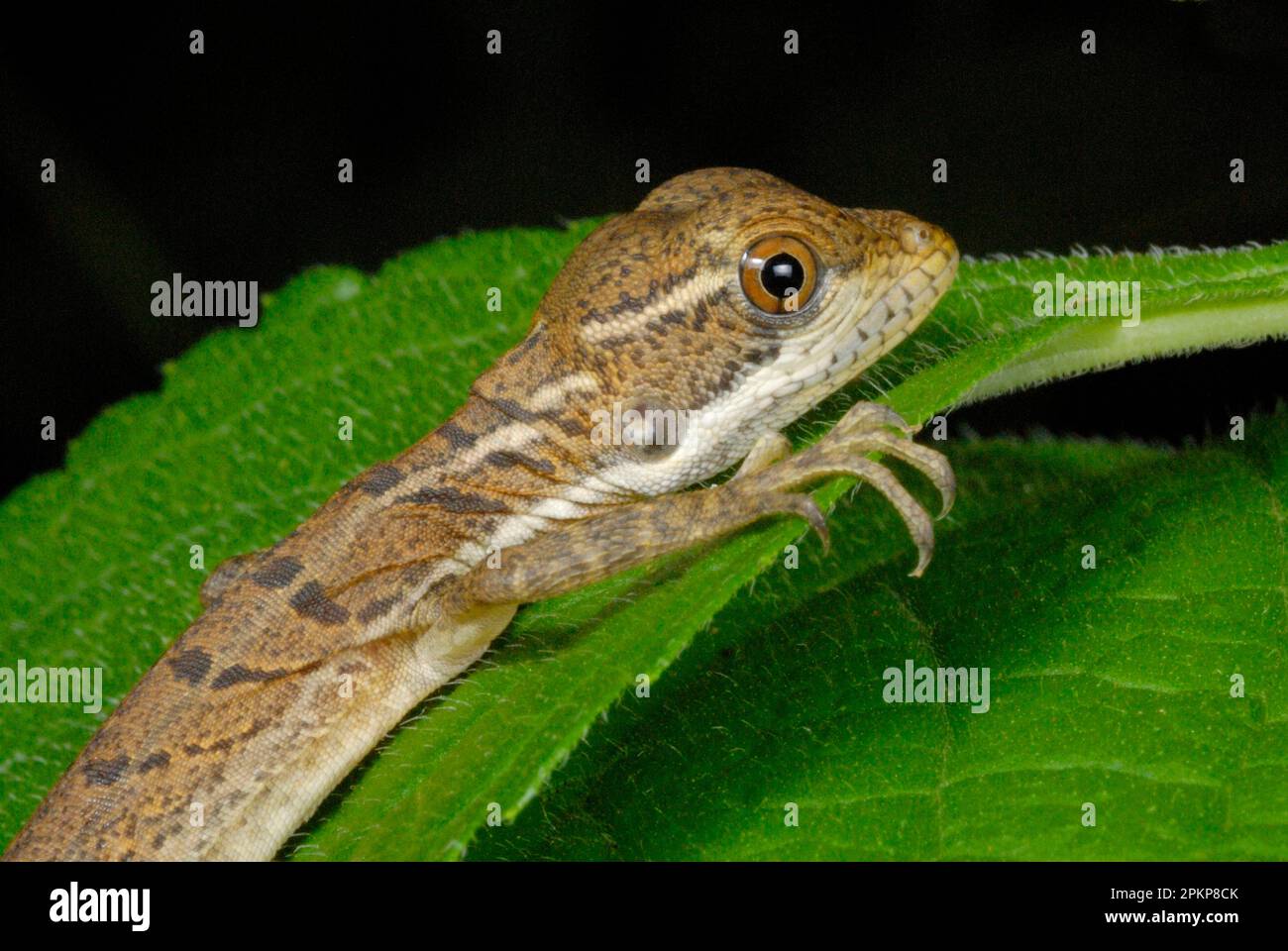 Common Basilisk (Basiliscus basiliscus) young, close-up of head and ...