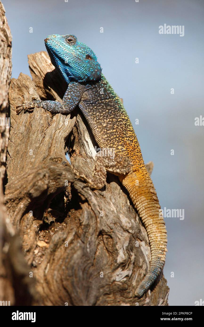 Blue-throated (agama), Blue-throated agama, Agamas, Other animals ...