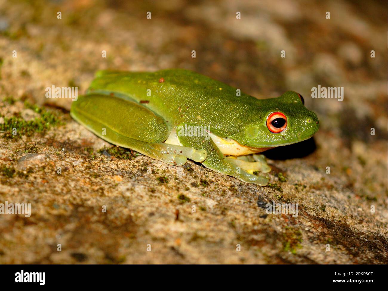 Australian Red-eyed Treefrog, Australian Red-eyed Treefrog, Treefrog, Treefrogs, Amphibians ...