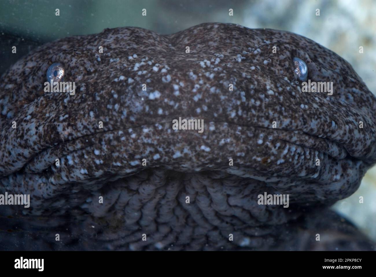 Hellbender (Cryptobranchus alleganiensis) adult, close-up of head ...