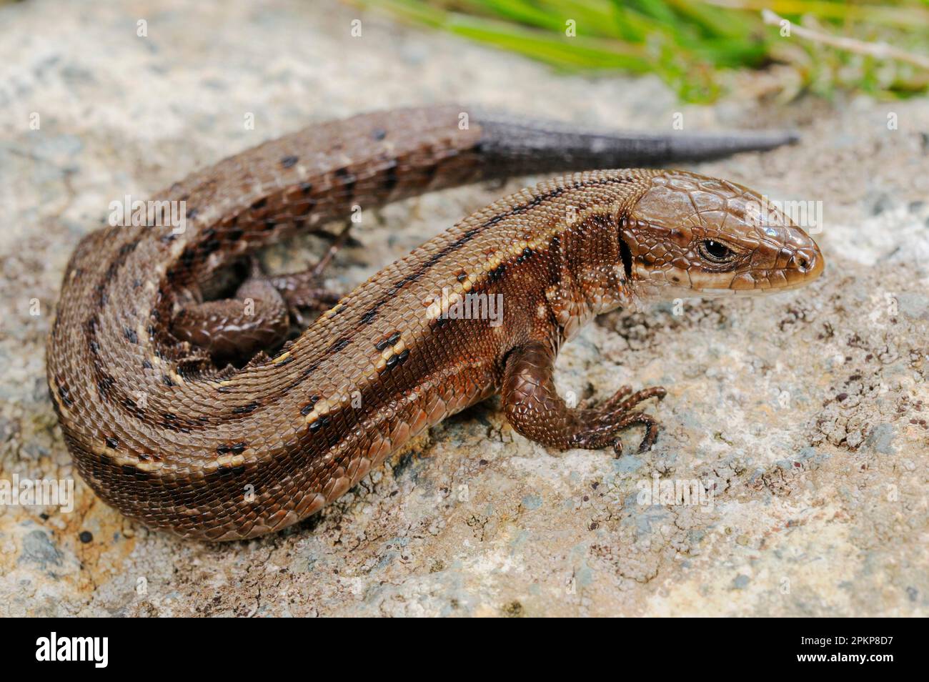 Zootoca vivipara alps hi-res stock photography and images - Alamy