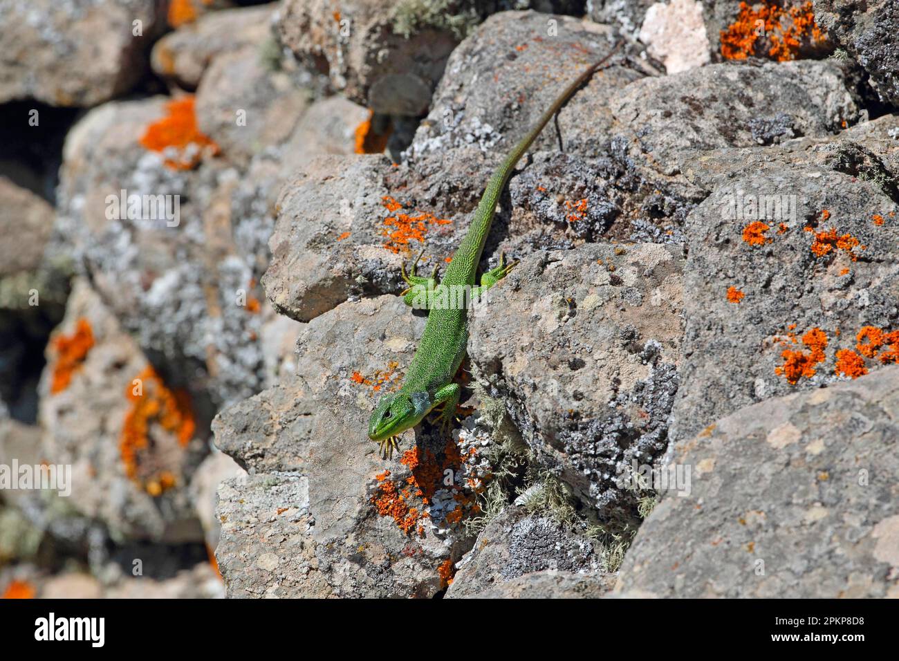Balkan green lizards (Lacerta trilineata), Other animals, Reptiles ...