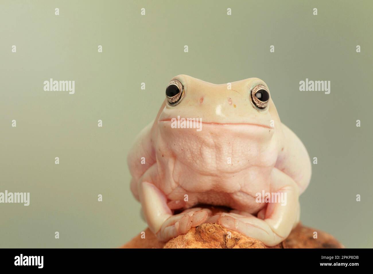 Coral fingerling, Coral fingerling treefrog, Coral fingerling treefrog ...