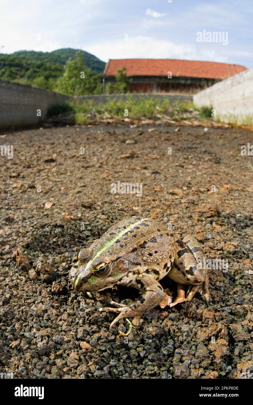Trapped frog hi-res stock photography and images - Alamy