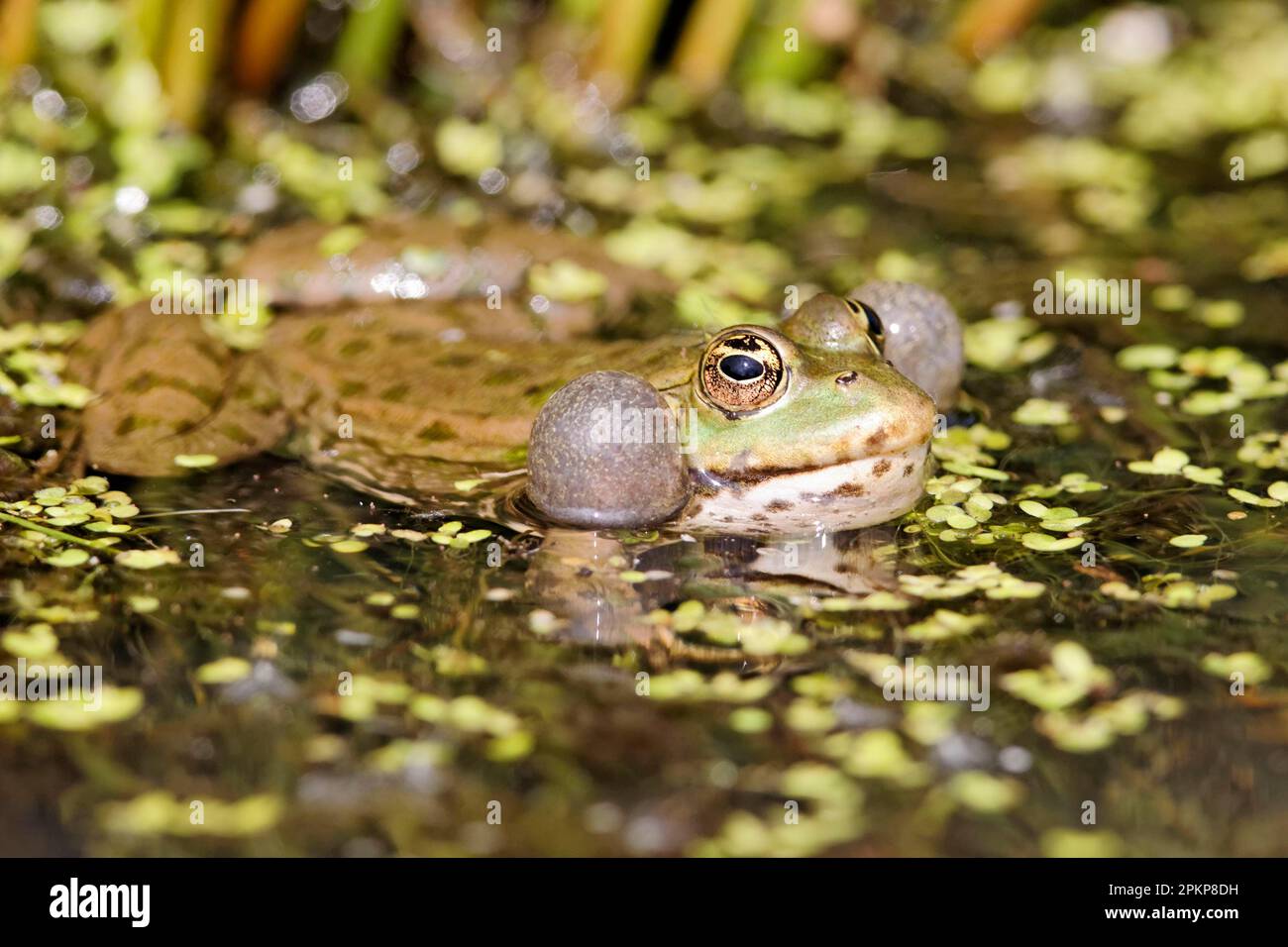 Marsh frog (Pelophylax ridibundus) adult, calling, with inflated throat ...