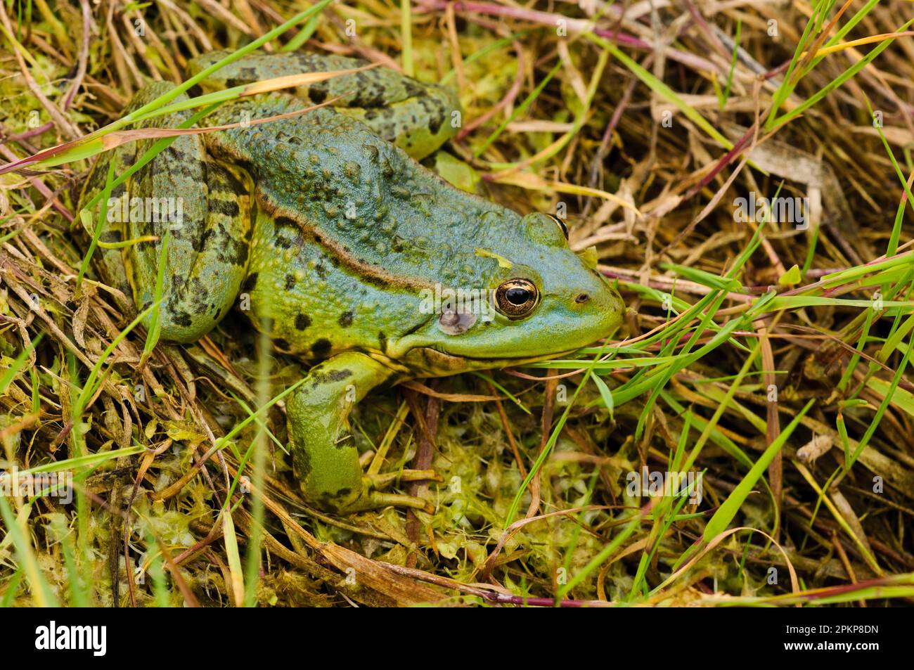 Grabenufer hi-res stock photography and images - Alamy