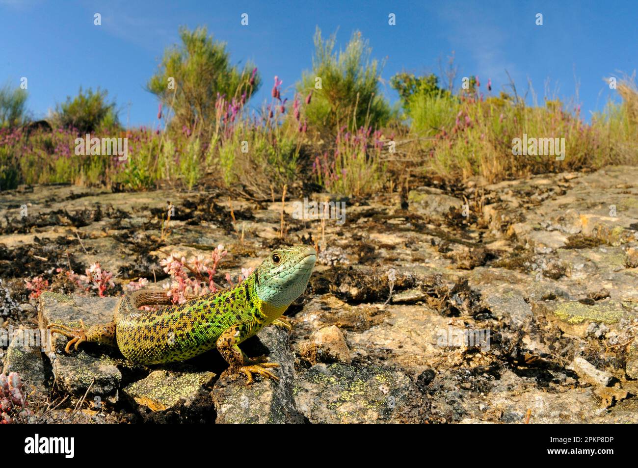 Schreiber's Green Lizard (Lacerta schreiberi) adult female, resting on ...