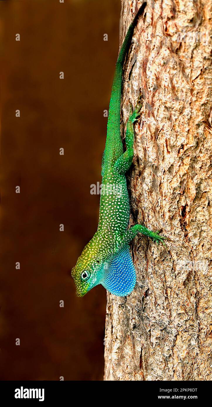 Norops conspersus hi-res stock photography and images - Alamy