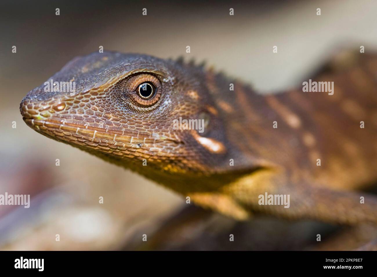 Long tailed dragons hi-res stock photography and images - Alamy