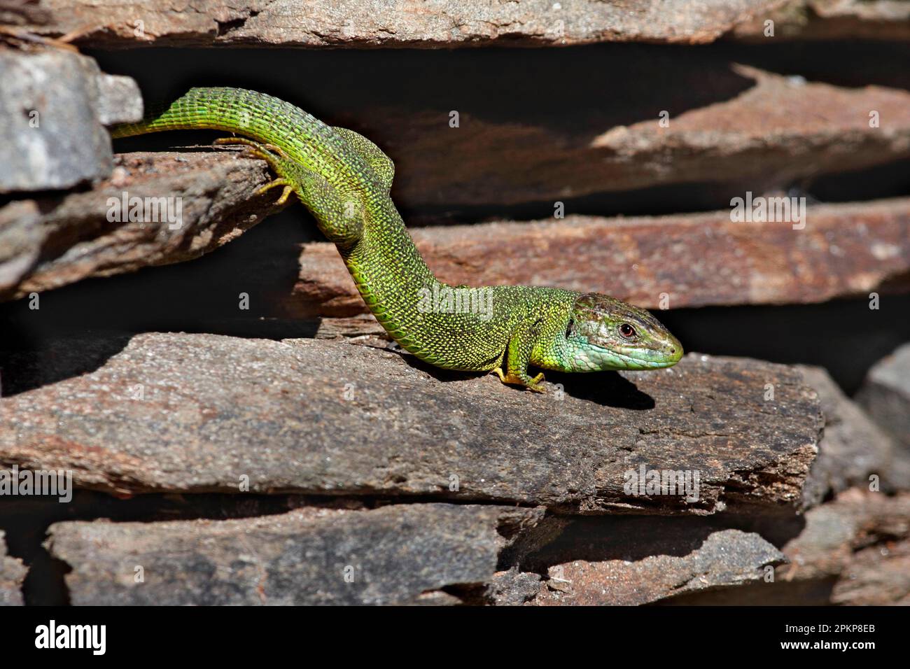 European green lizards (Lacerta viridis), Other animals, Reptiles ...