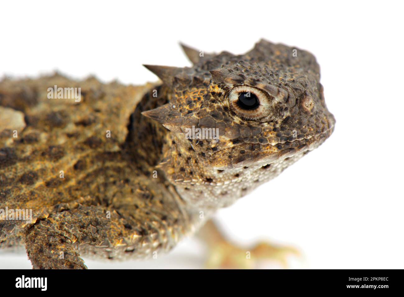 Desert Toad Lizard, Desert Toad Lizards, Other animals, Iguanas ...