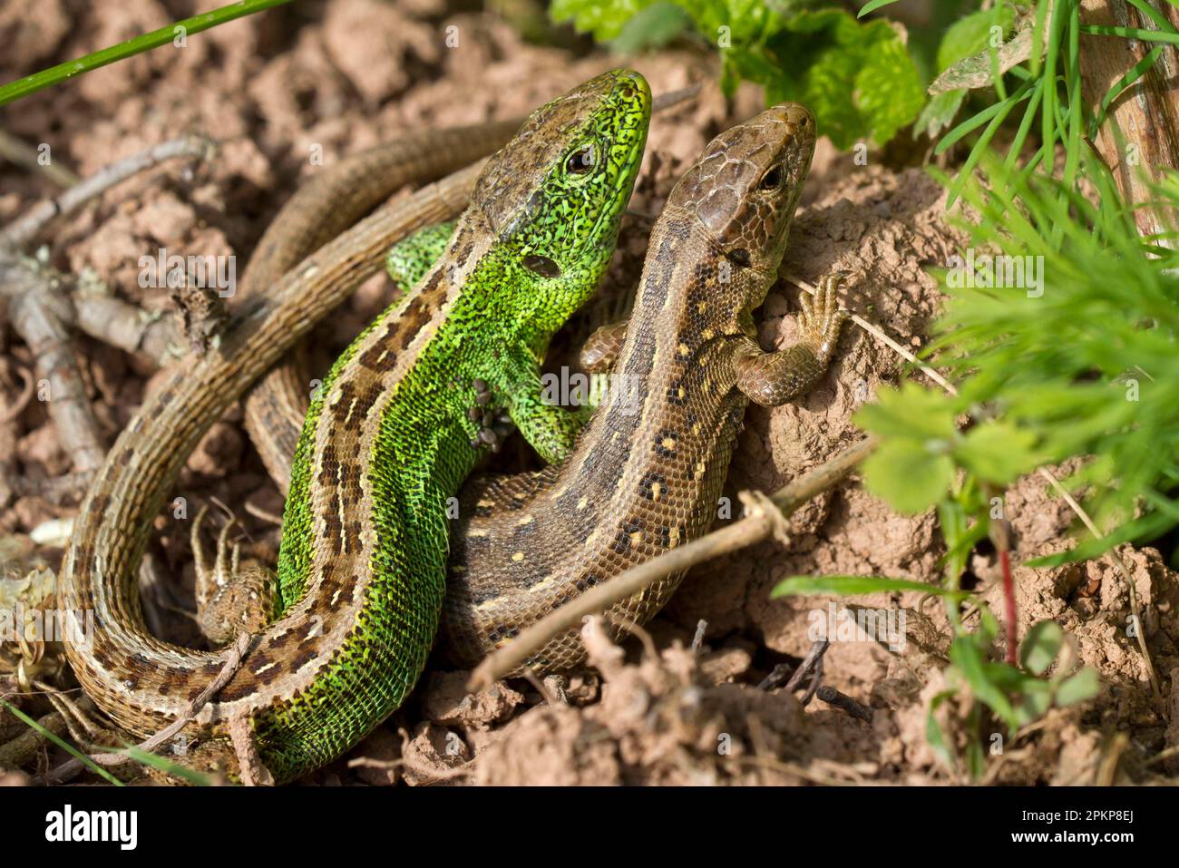Sand lizards (Lacerta agilis), Other animals, Reptiles, Animals ...