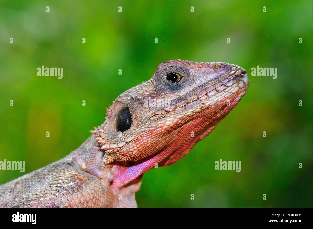 Settler Agama, common agamas (Agama agama), Agamas, Other animals ...