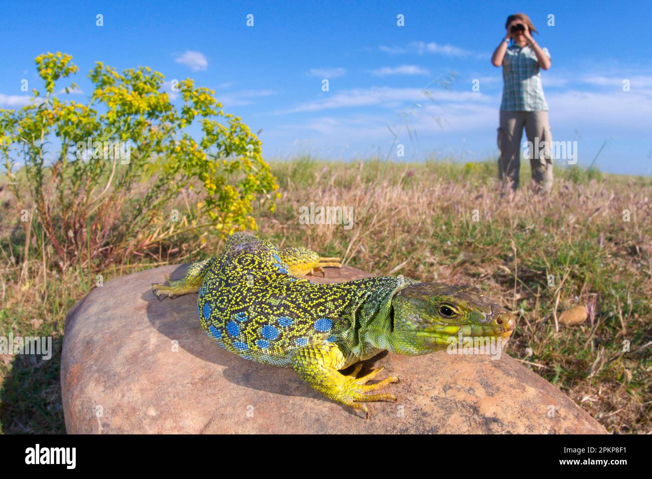 Adult female Ocellated ocellated lizard (Timon lepidus) basking in its ...