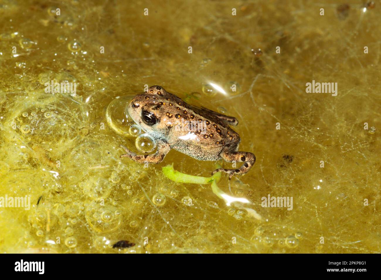 Natterjack Toad, natterjack toads (Bufo calamita) Amphibians, Other animals, Frogs, Toad, Toads ...
