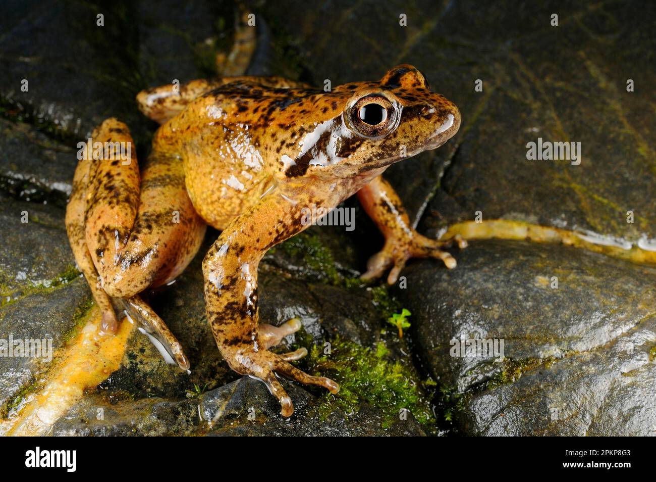 Italian stream frog (Rana italica), Italian frogs, Amphibians, Other ...