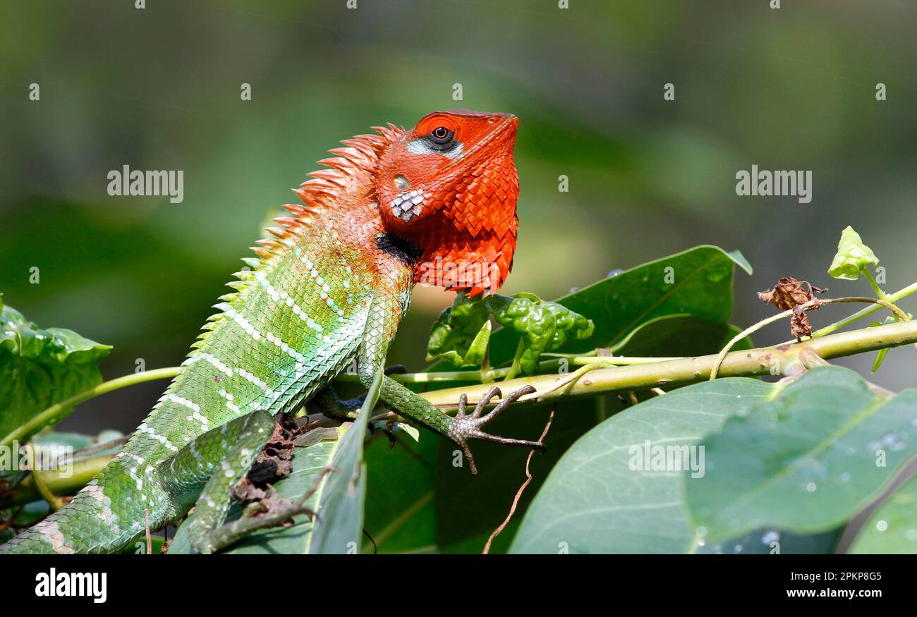 Green wood lizard (Calotes calotes), adult male, showing colour when ...