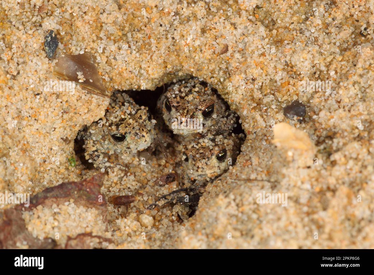 Natterjack Toad, natterjack toads (Bufo calamita) Amphibians, Other ...