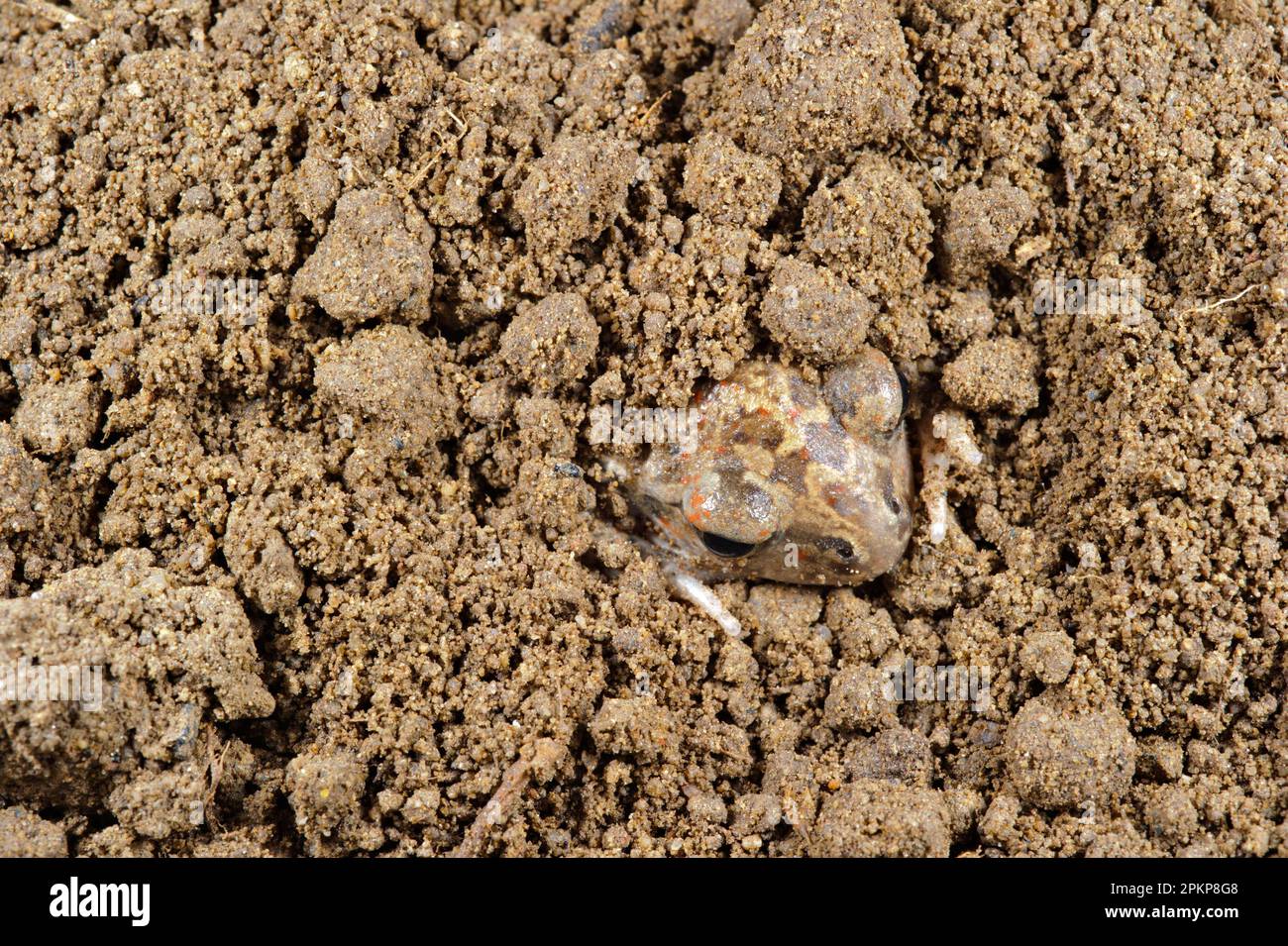 Italian spadefoot, Italian spadefoot toads, Amphibians, Other animals ...