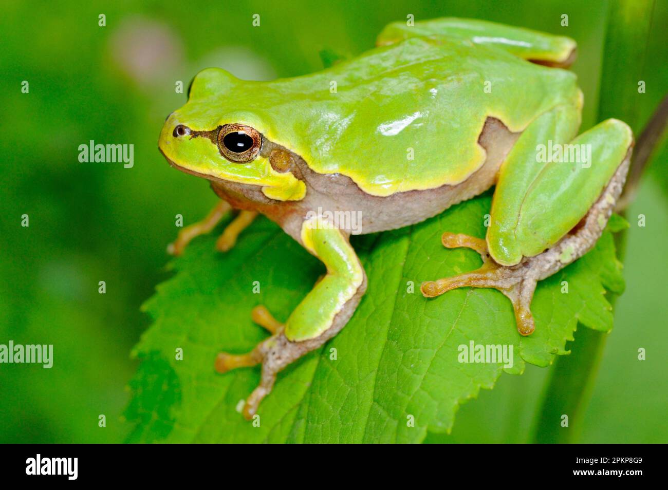 Italian tree frog (Hyla intermedia), Italian Treefrogs, Amphibians ...