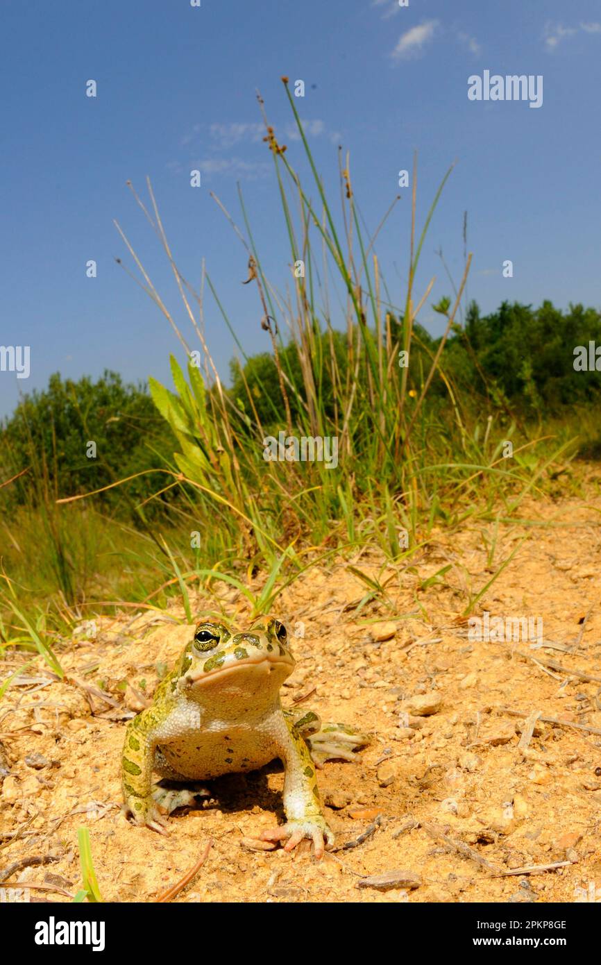 European Green Toad (Pseudepidalea viridis), European Green Toad adult ...