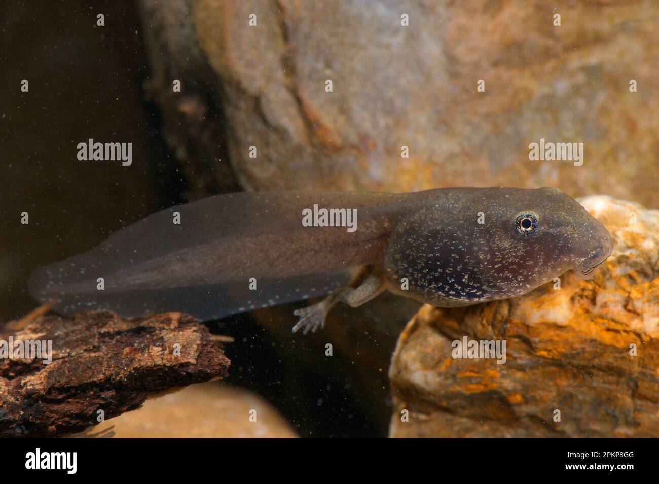 Italian Stream Frog (Rana italica) tadpole, underwater, Italy, Europe ...