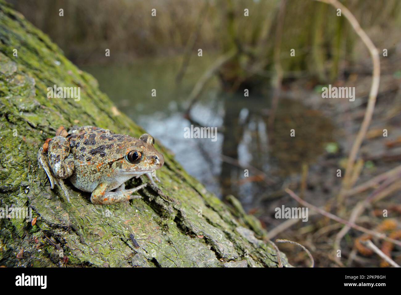 Italian spadefoot, Italian spadefoot toads, Amphibians, Other animals ...