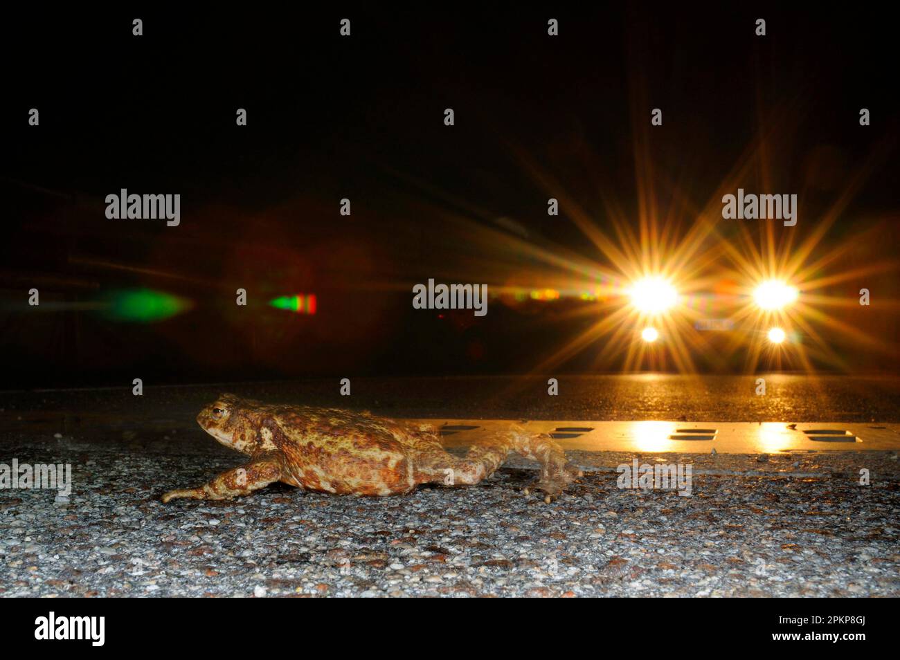 Common toad, common toads (Bufo bufo), Amphibians, Other animals, Frogs ...