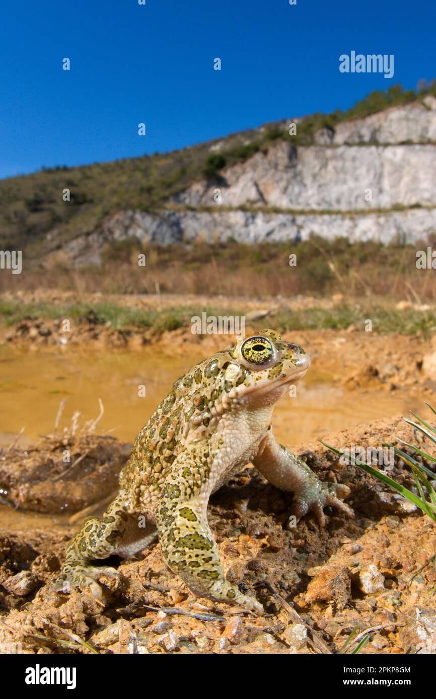 European european green toad (Bufotes viridis) (Pseudepidalea viridis ...