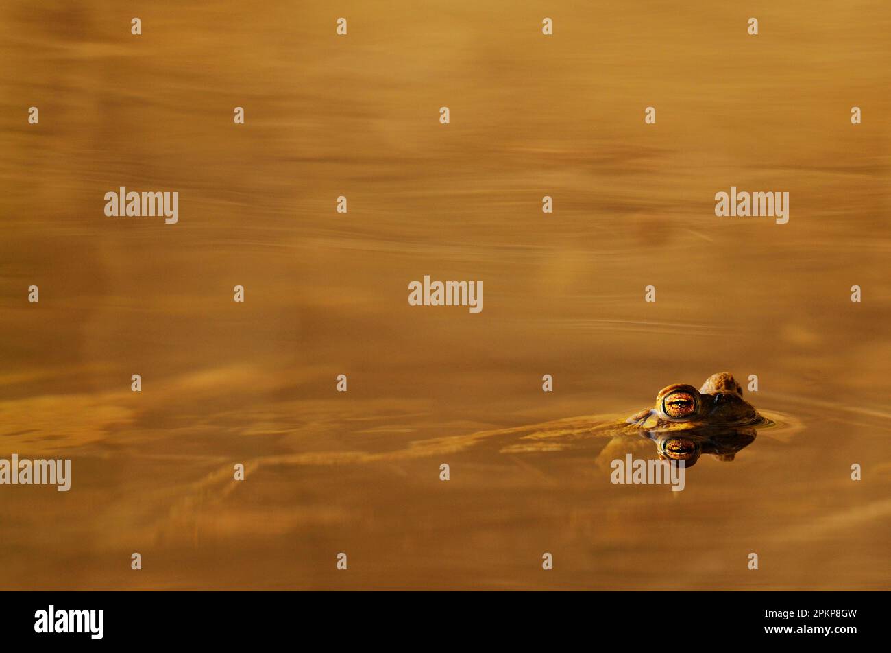 Common toad, common toads (Bufo bufo), Amphibians, Other animals, Frogs ...