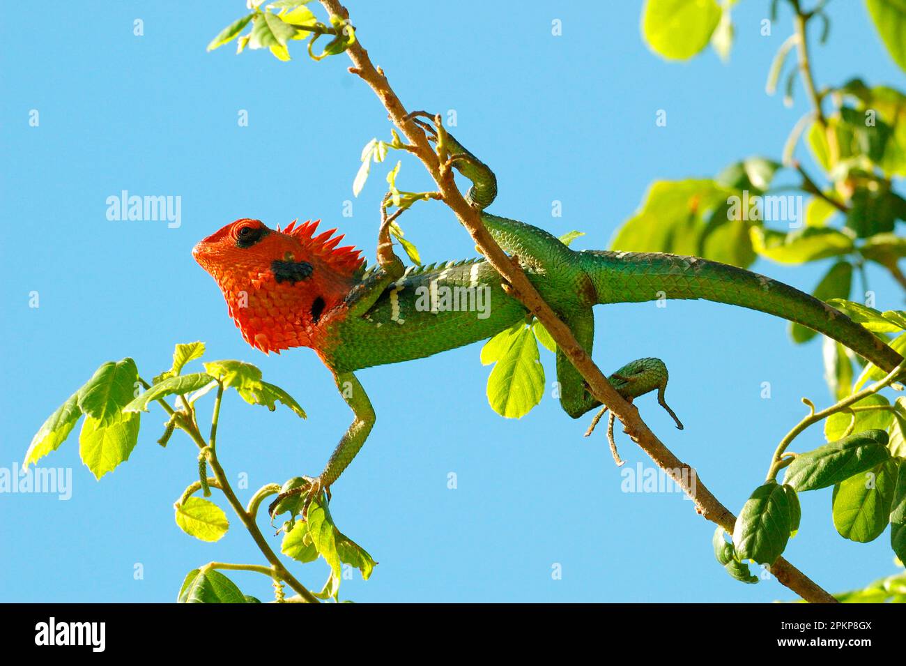 Common Green Forest Lizard (Calotes calotes) adult male, in breeding ...