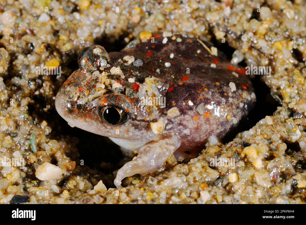 Pelobatus fuscus, Spadefoot toad, Spadefoot toads, Amphibians, Other ...