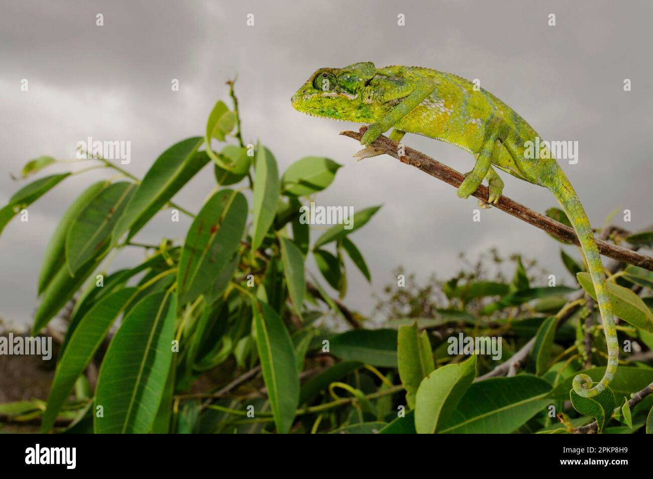 Socotra Chameleon, Socotra Chameleons, Other animals, Chameleons ...