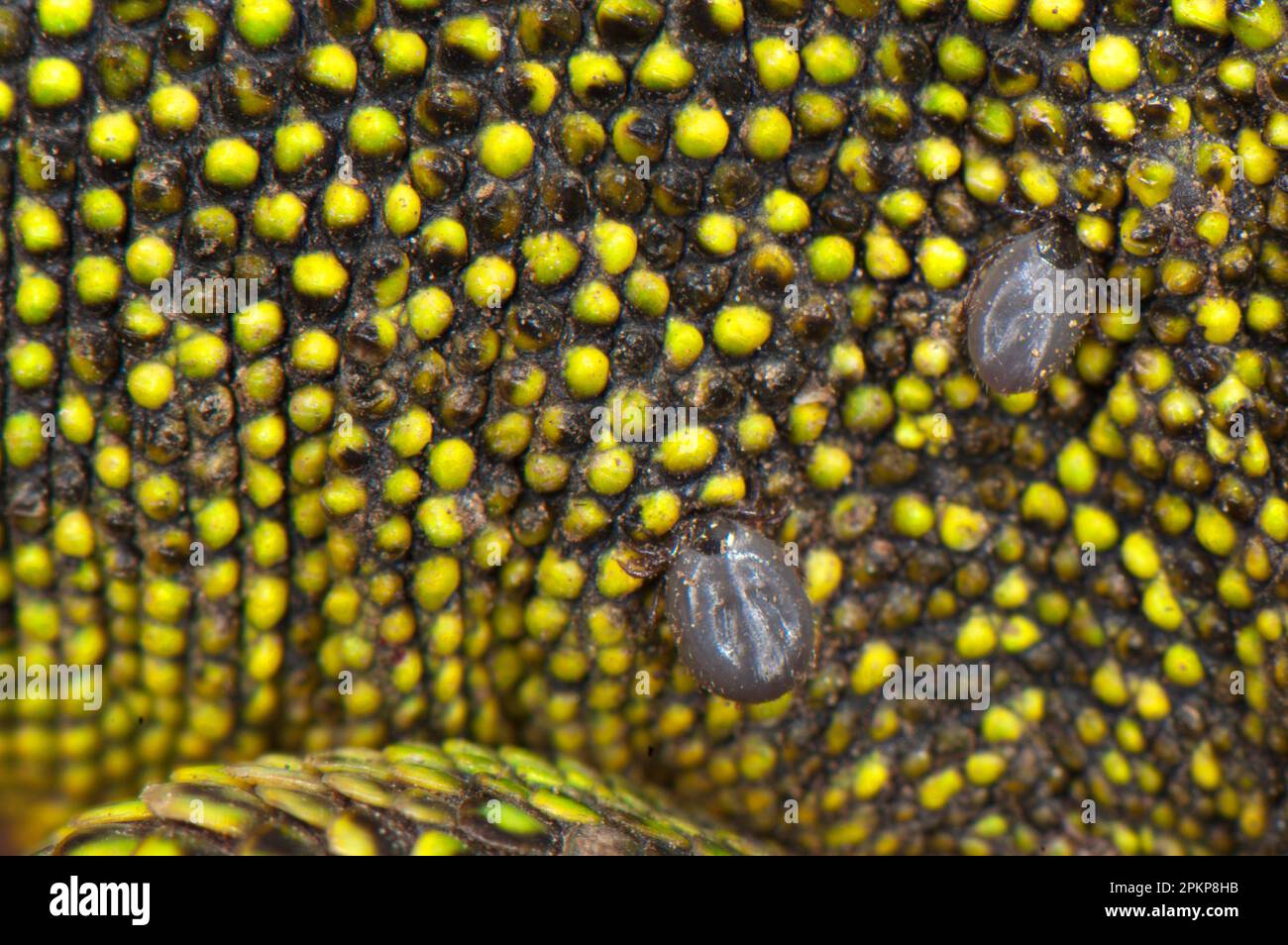 Western green lizards (Lacerta bilineata), Other animals, Reptiles ...