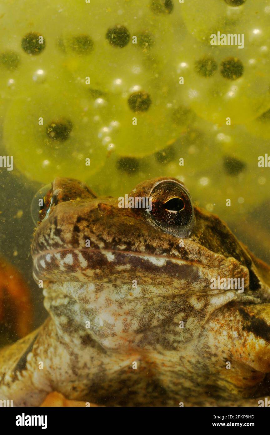 Italian agile frogs (Rana latastei) (Amphibia), Other animals, Frogs, Animals, Italian Agile ...