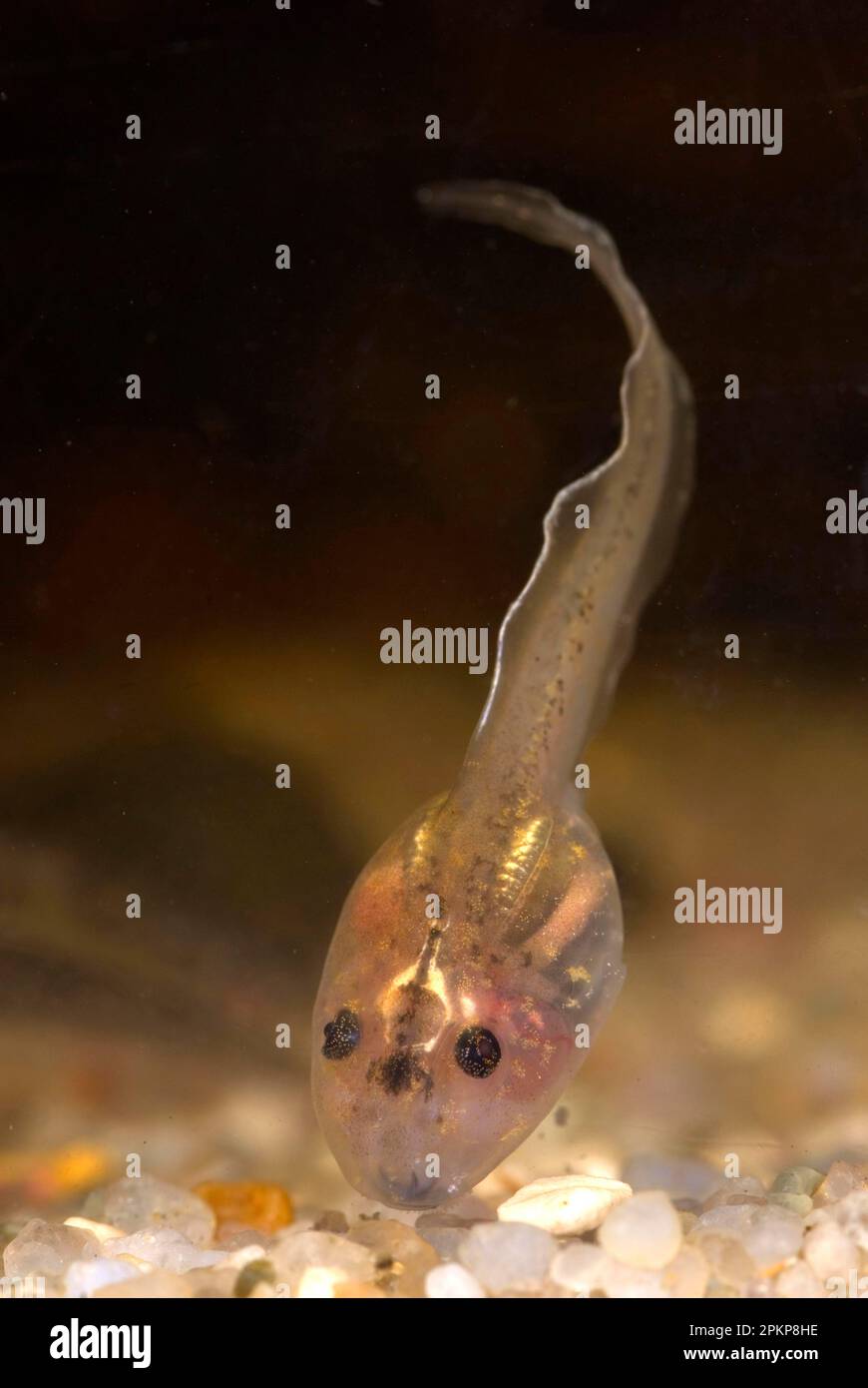 Italian Agile Frog (Rana latastei) leucistic tadpole, underwater, Pavia ...