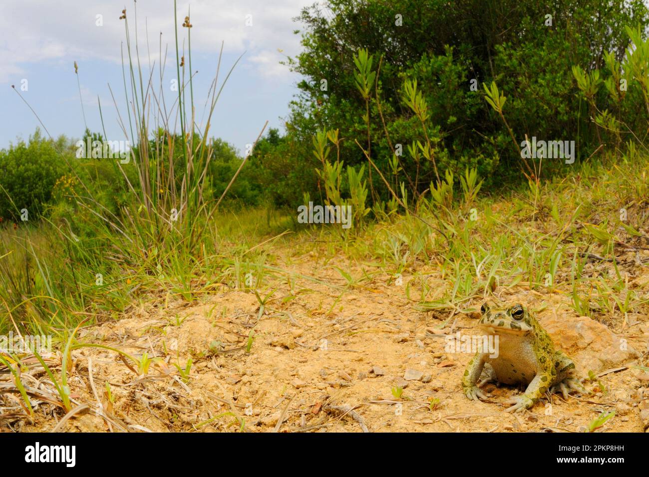 European Green Toad (Pseudepidalea viridis), European Green Toad adult ...