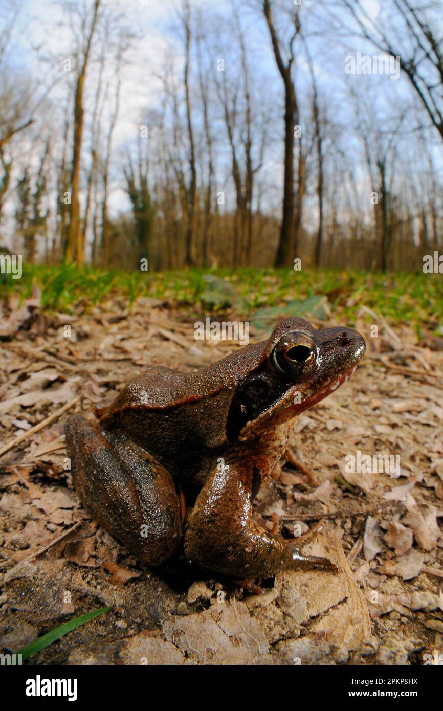 Italian agile frogs (Rana latastei), Amphibians, Other animals, Frogs ...