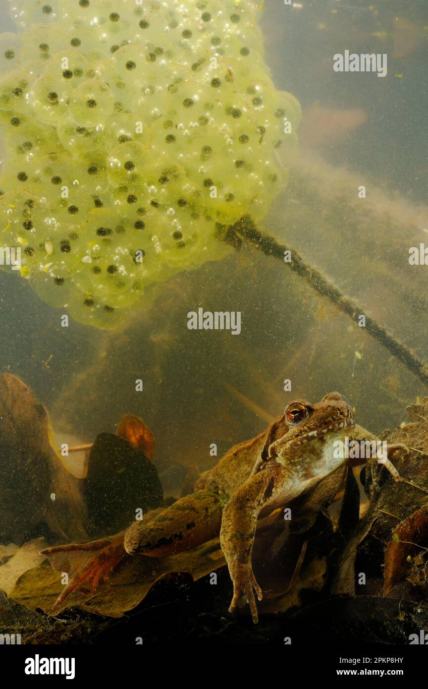 Italian agile frogs (Rana latastei), Amphibians, Other animals, Frogs, Animals, Italian Agile ...