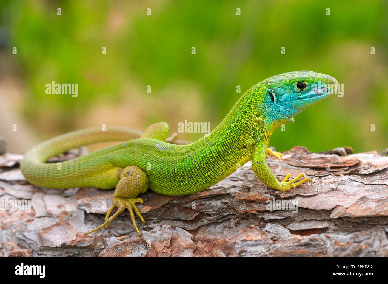 Western green lizards (Lacerta bilineata), Other animals, Reptiles ...
