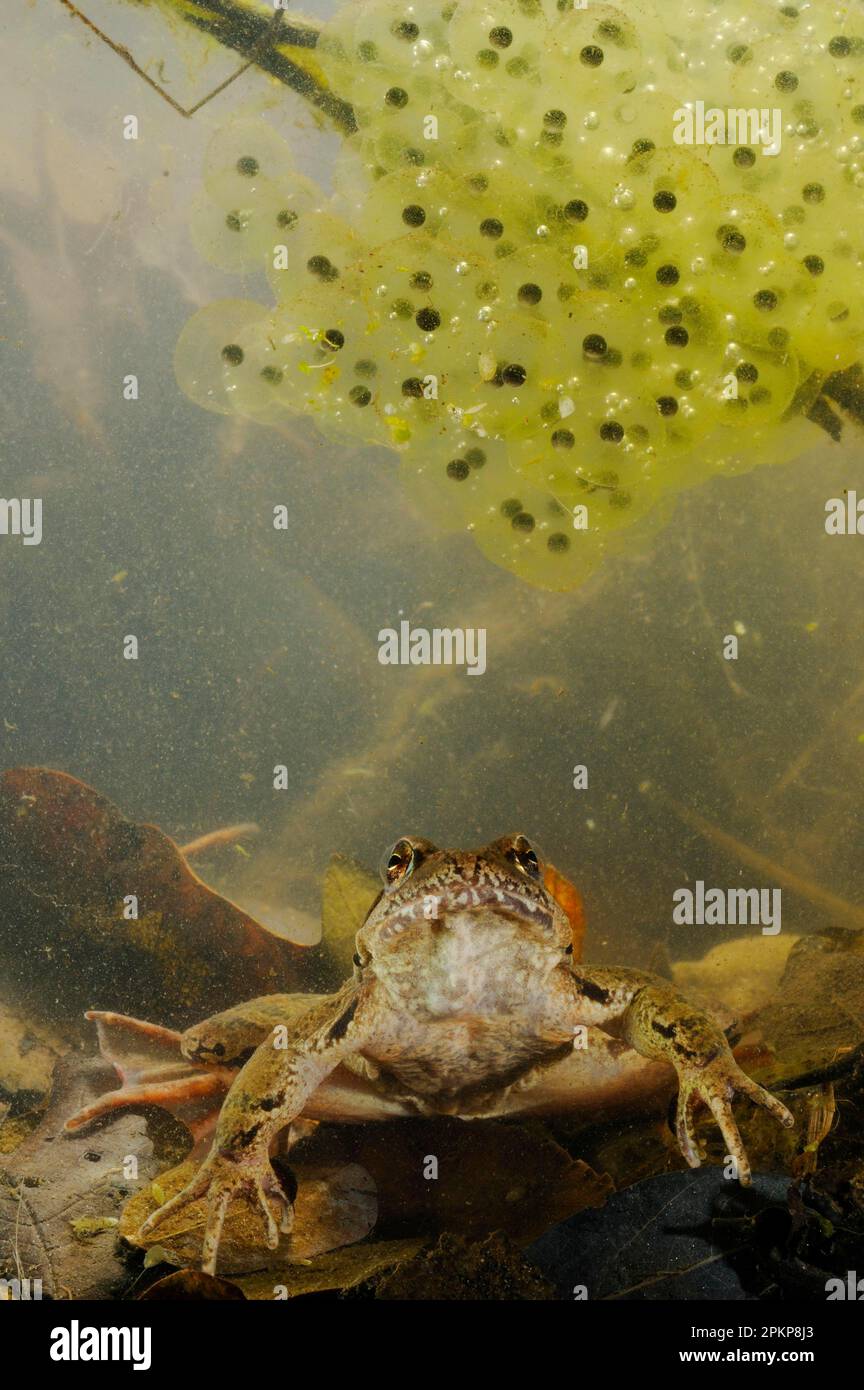Italian agile frogs (Rana latastei), Amphibians, Other animals, Frogs ...