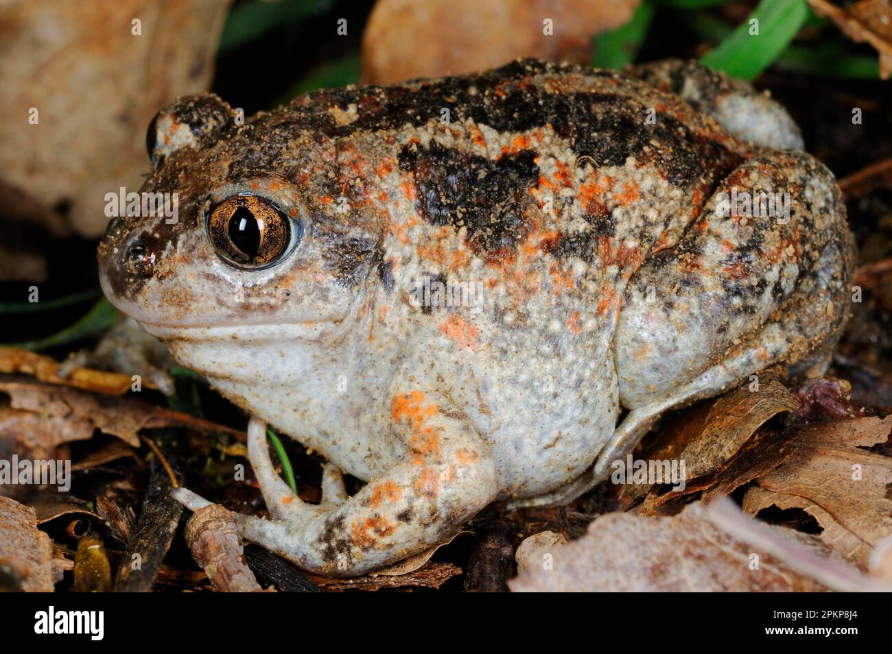 Italian spadefoot, Italian spadefoot toads, Amphibians, Other animals ...