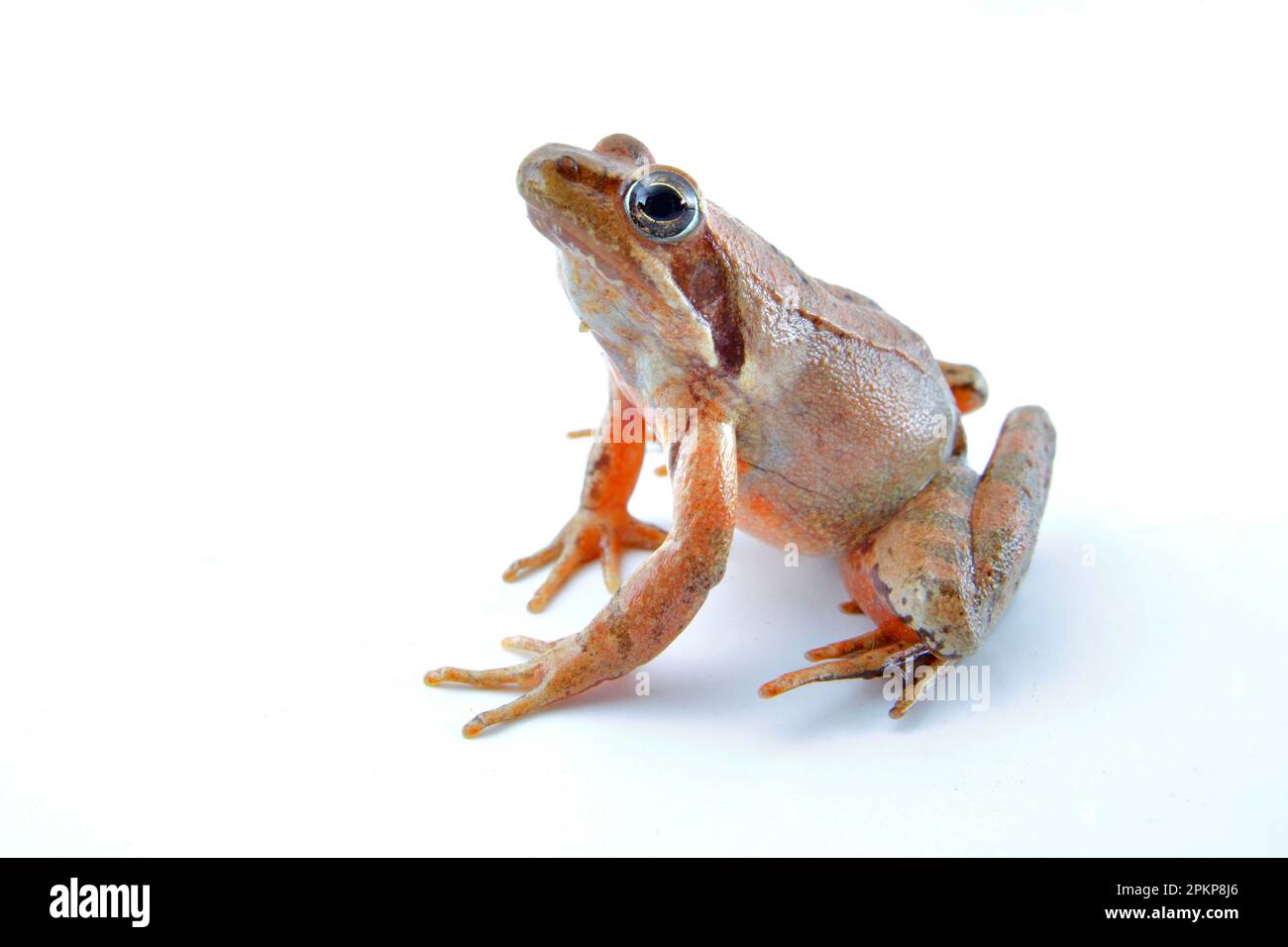 Italian agile frogs (Rana latastei), Amphibians, Other animals, Frogs ...