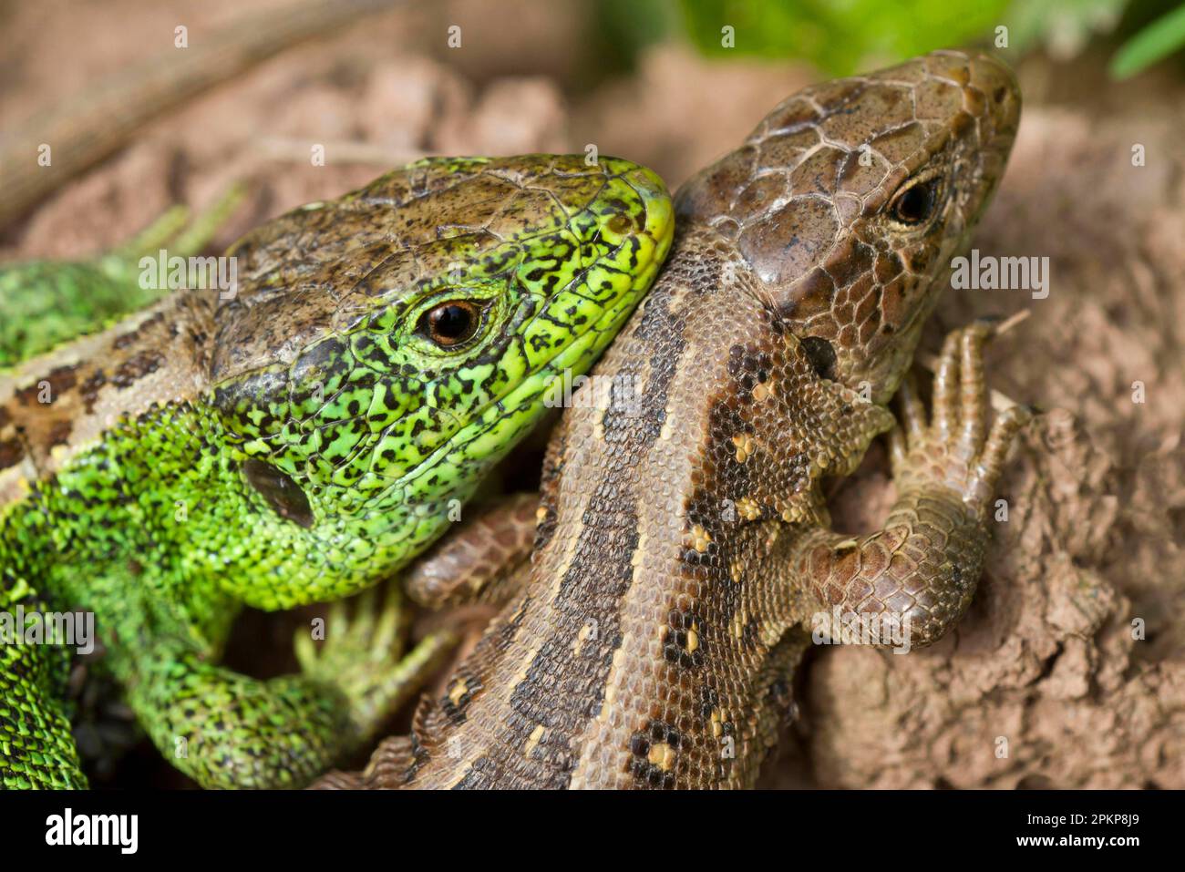 Sand lizards (Lacerta agilis), Other animals, Reptiles, Animals ...