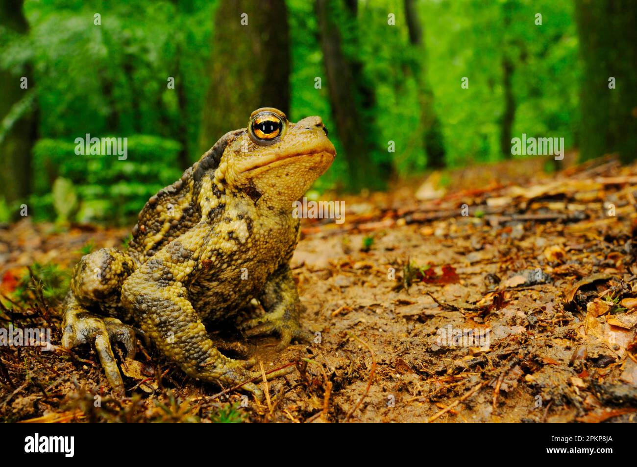 Common toad, common toads (Bufo bufo), Amphibians, Other animals, Frogs, Toad, Toads, Animals ...